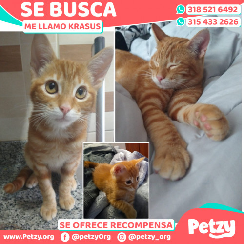 Krasus Ya esta en casa, Bogotá | Petzy.org