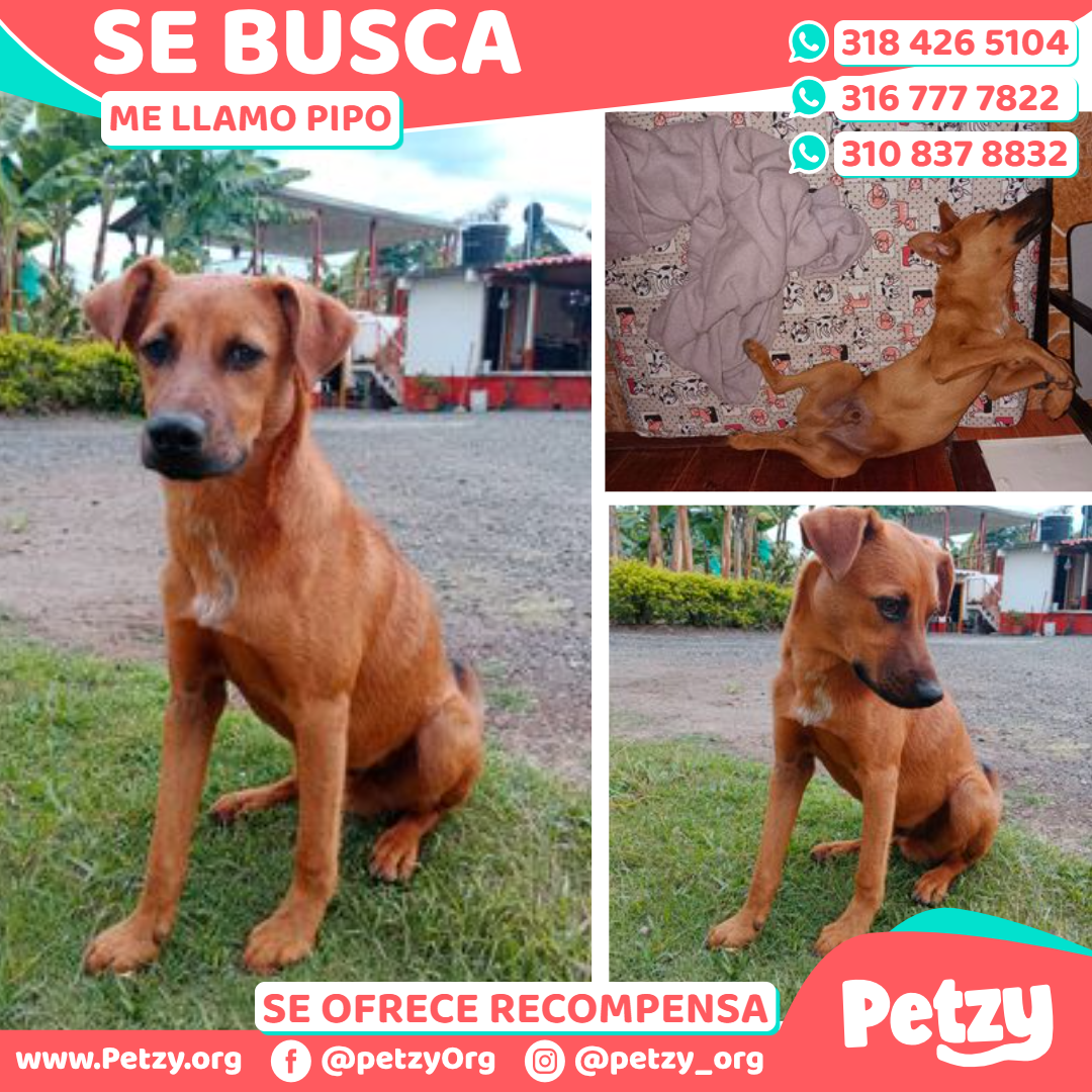 Pipo Ya esta en casa, Armenia Quindío | Petzy.org