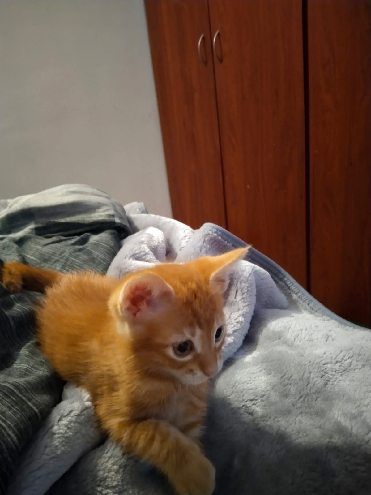 Krasus Ya esta en casa, Bogotá | Petzy.org