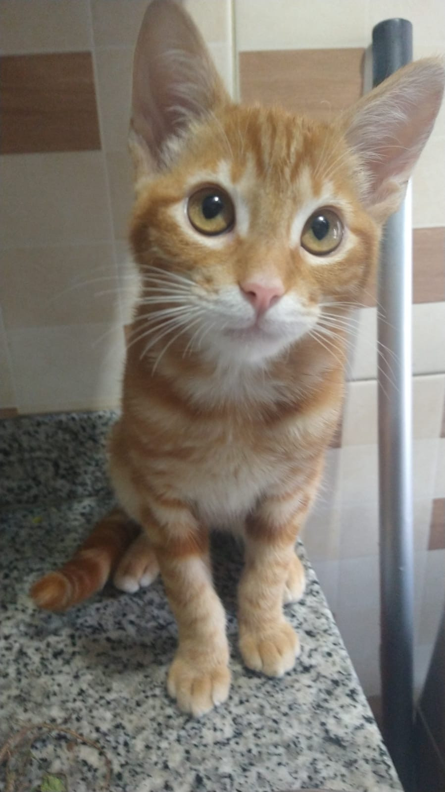 Krasus Ya esta en casa, Bogotá | Petzy.org