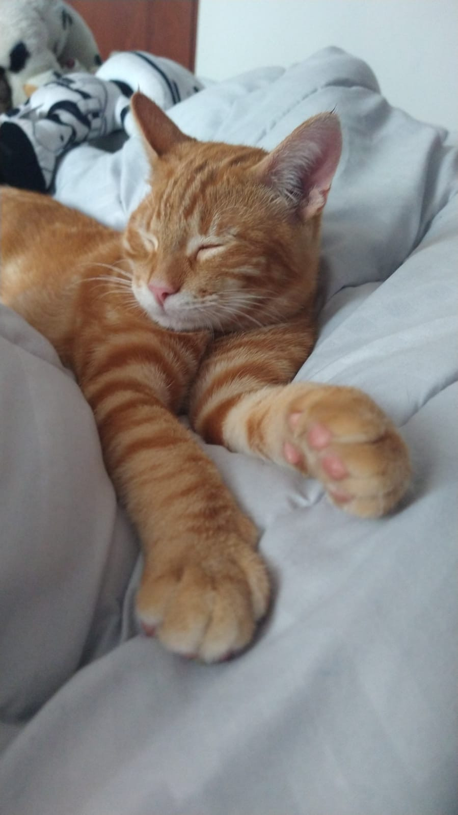 Krasus Ya esta en casa, Bogotá | Petzy.org